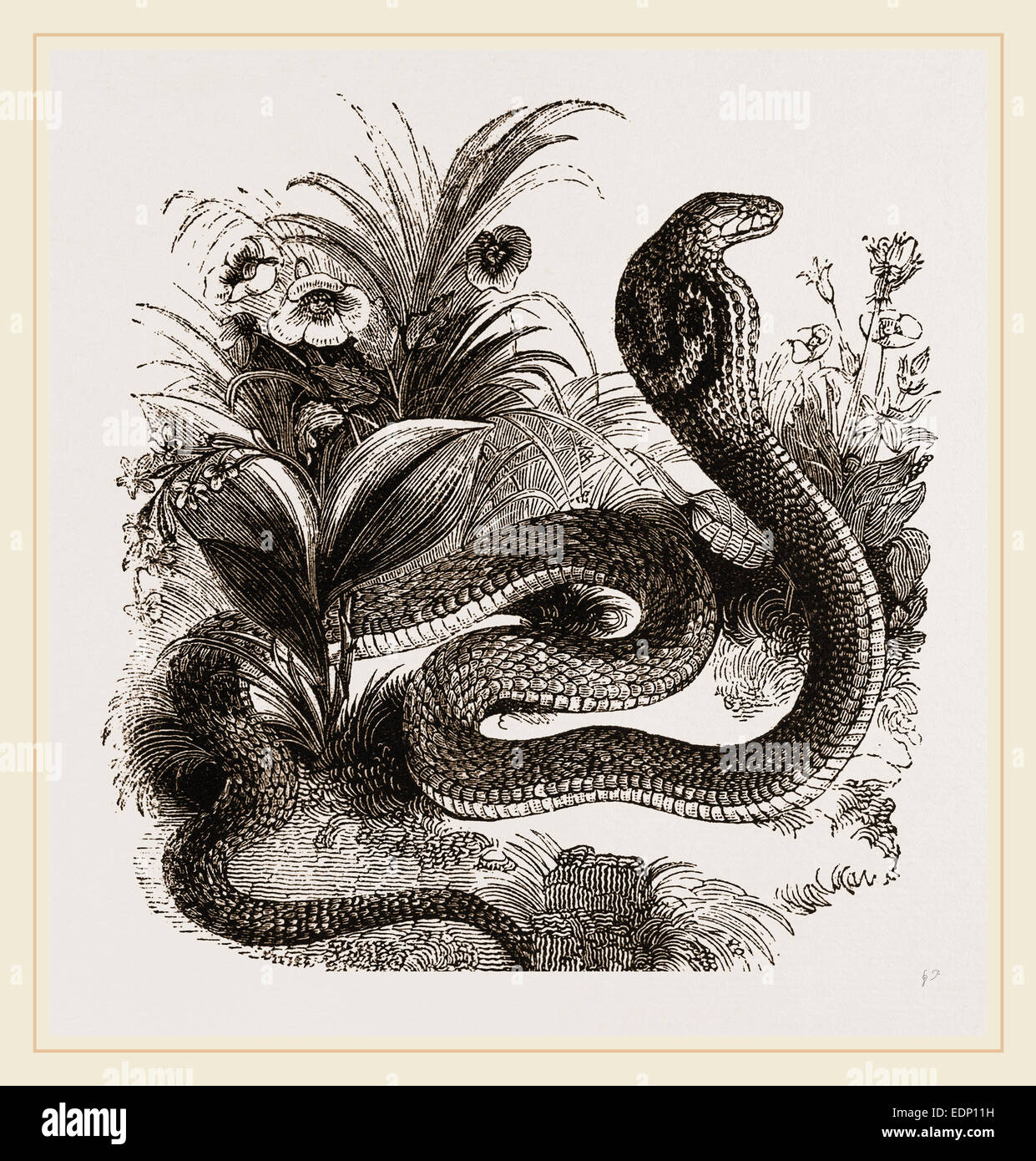 Naja hi-res stock photography and images - Alamy