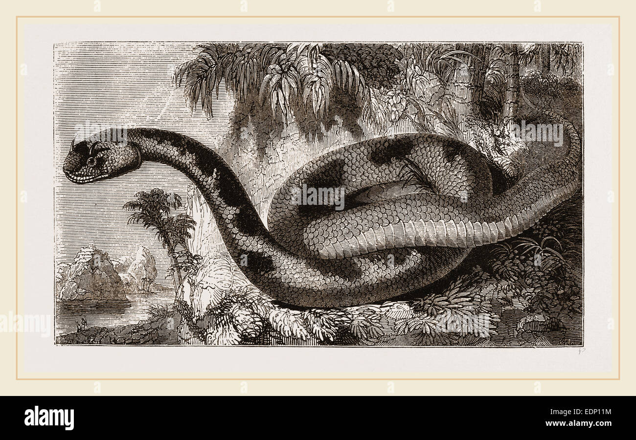 Cerastes hi-res stock photography and images - Alamy