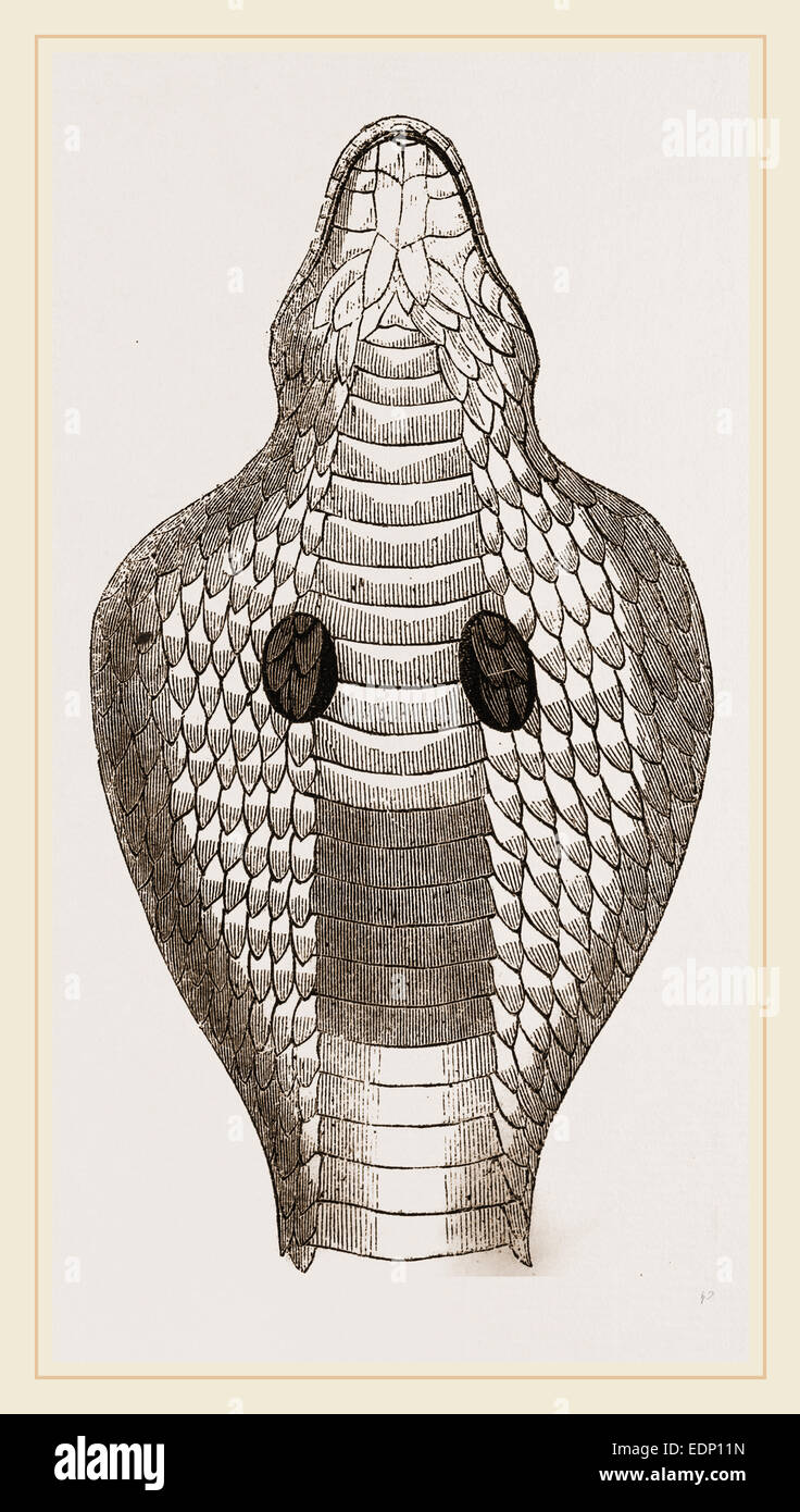 Hood of Naja Stock Photo - Alamy