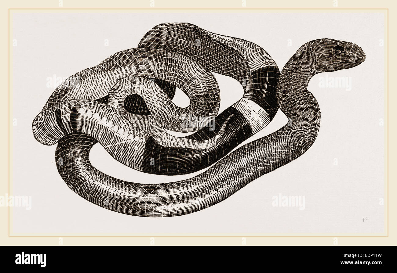 Egyptian cobra asp hi-res stock photography and images - Alamy