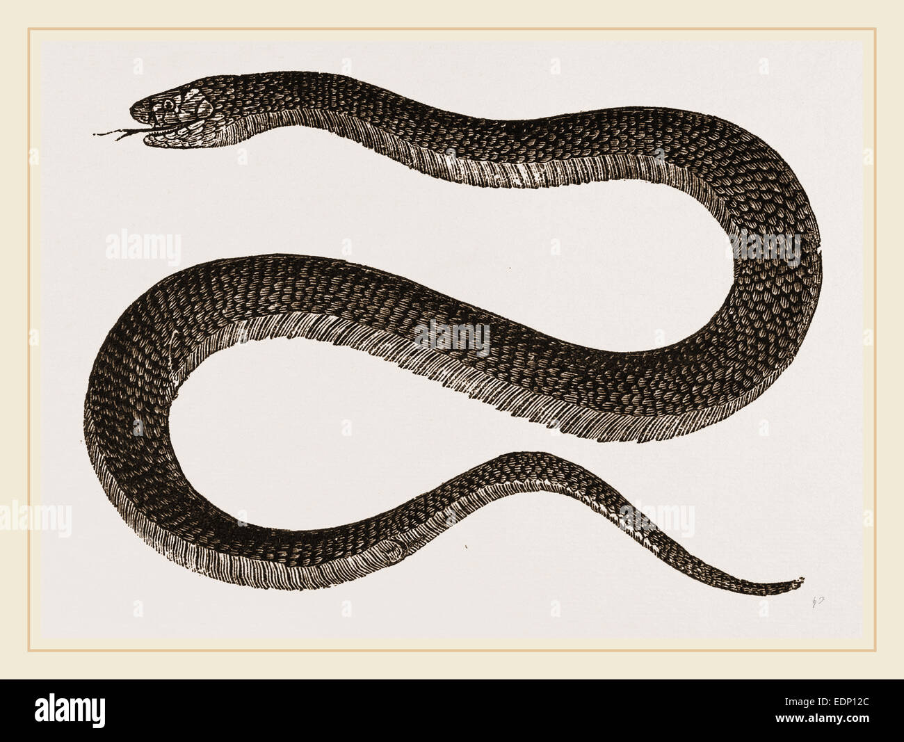 Acanthophis hi-res stock photography and images - Alamy