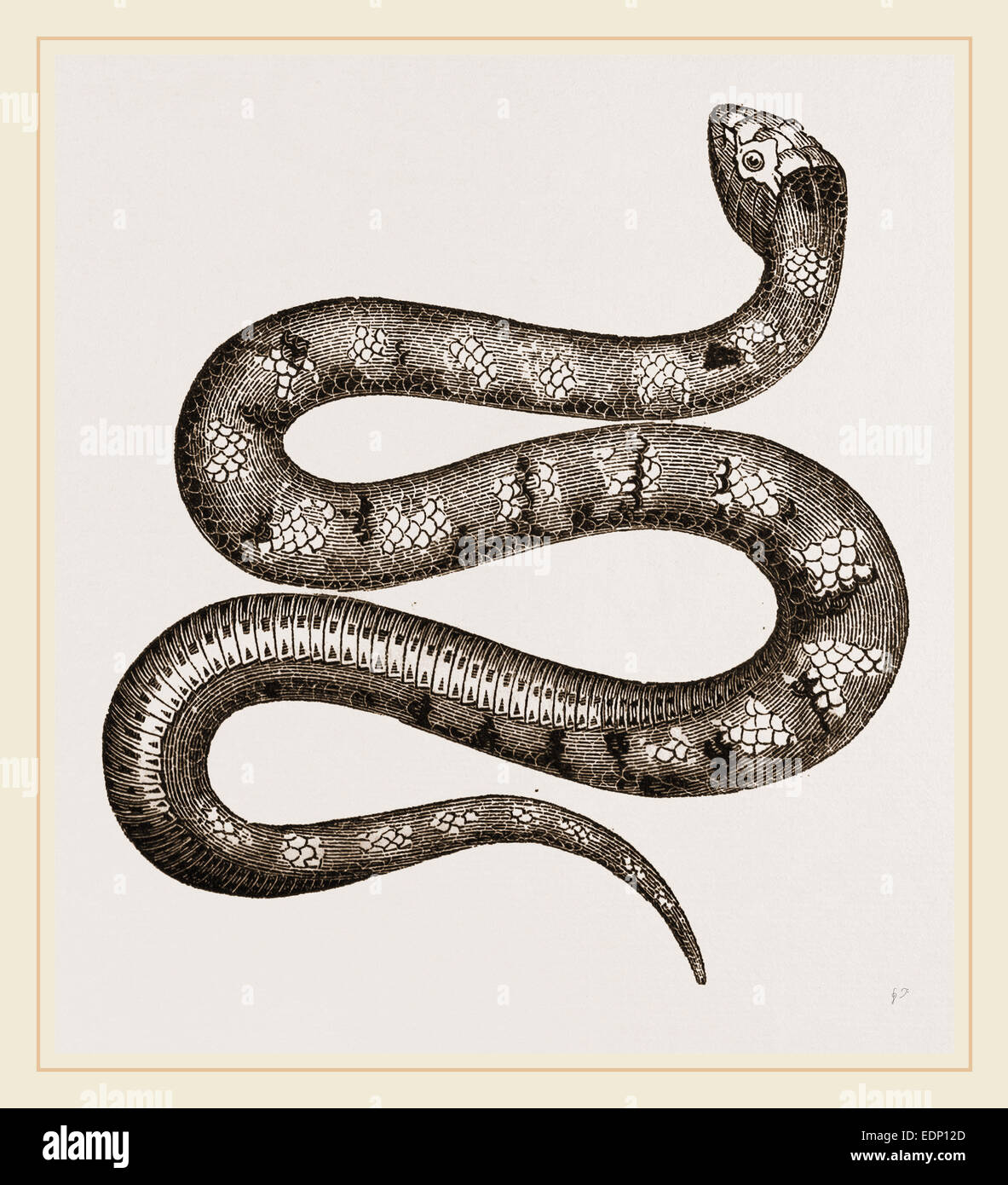 Acanthophis hi-res stock photography and images - Alamy