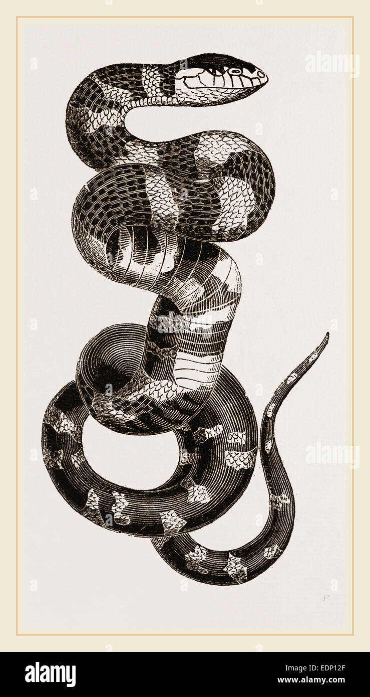 Bungarus hi-res stock photography and images - Alamy