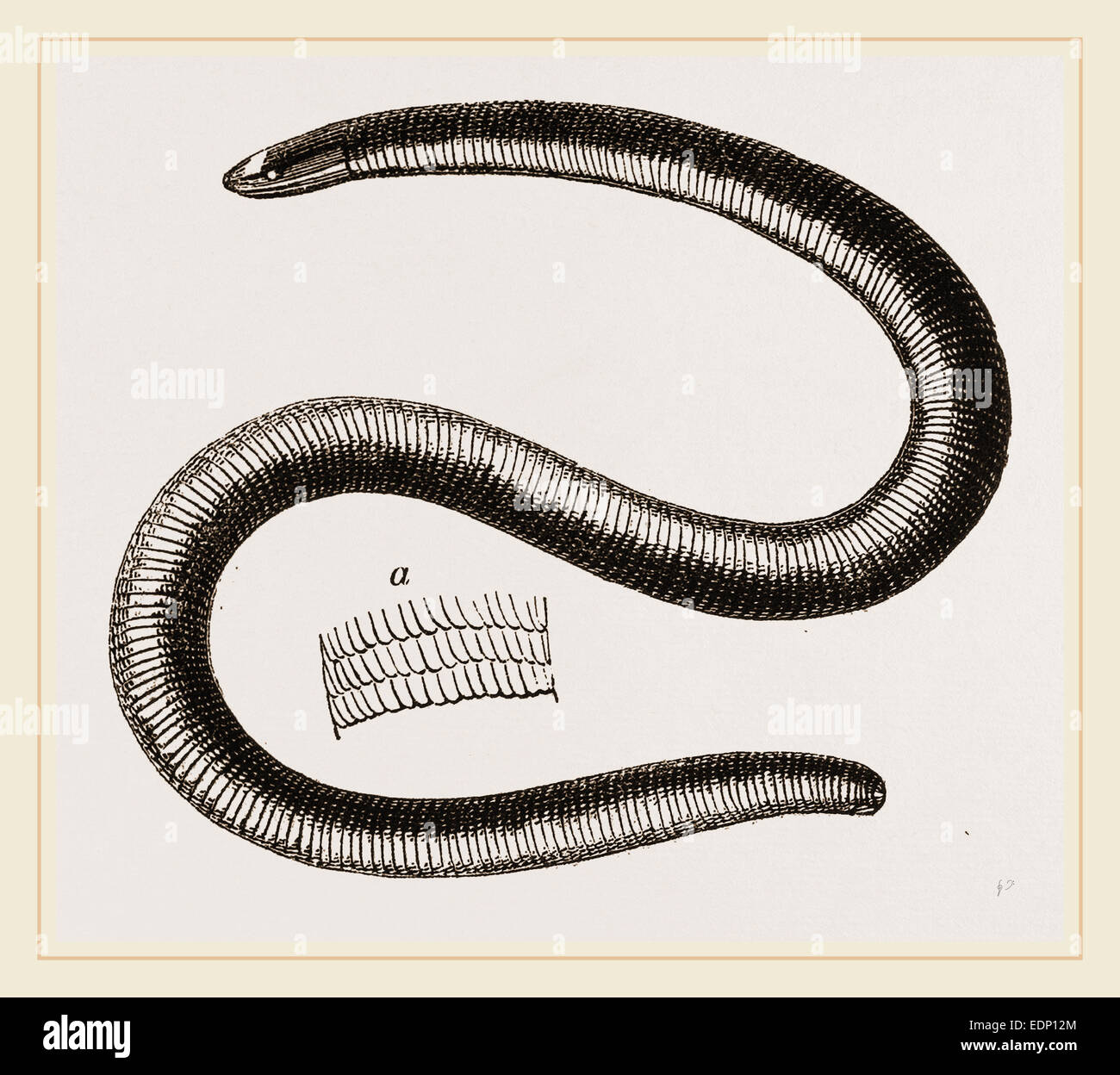 Caecilia hi-res stock photography and images - Alamy