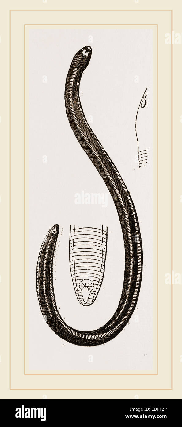 Caecilia hi-res stock photography and images - Alamy