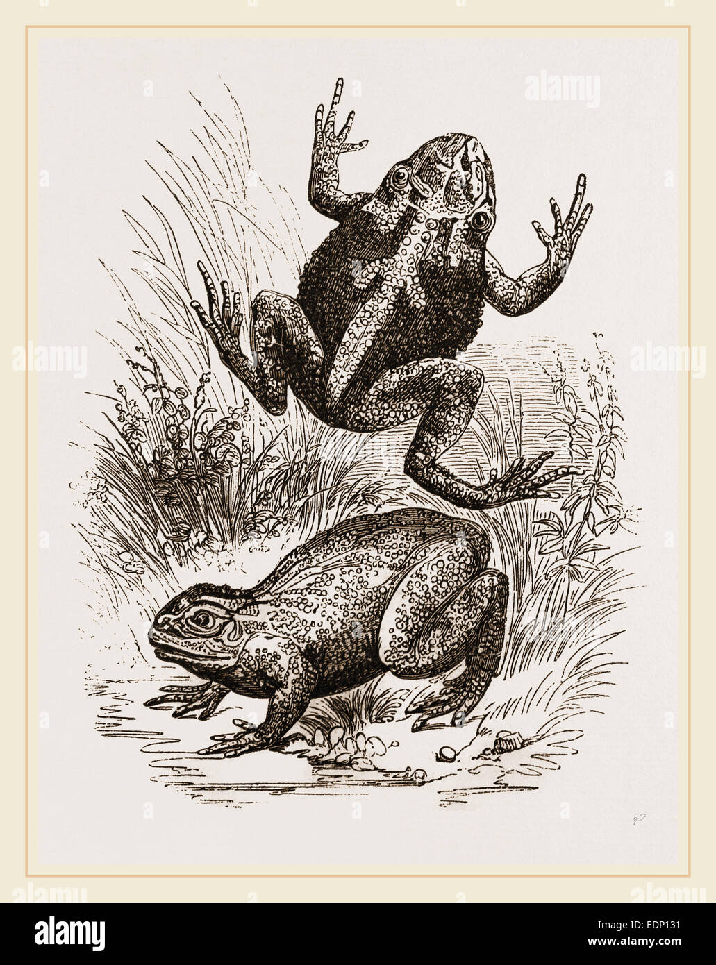 Painted frogs hi-res stock photography and images - Alamy