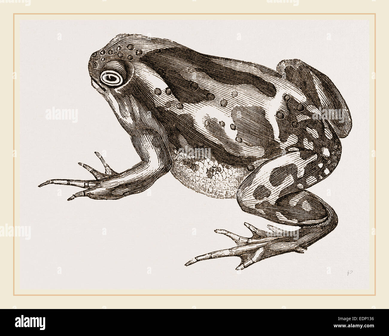 Marbled toad hi-res stock photography and images - Alamy