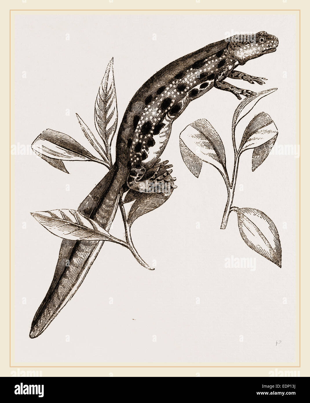 Common Water-Newt Female Stock Photo - Alamy