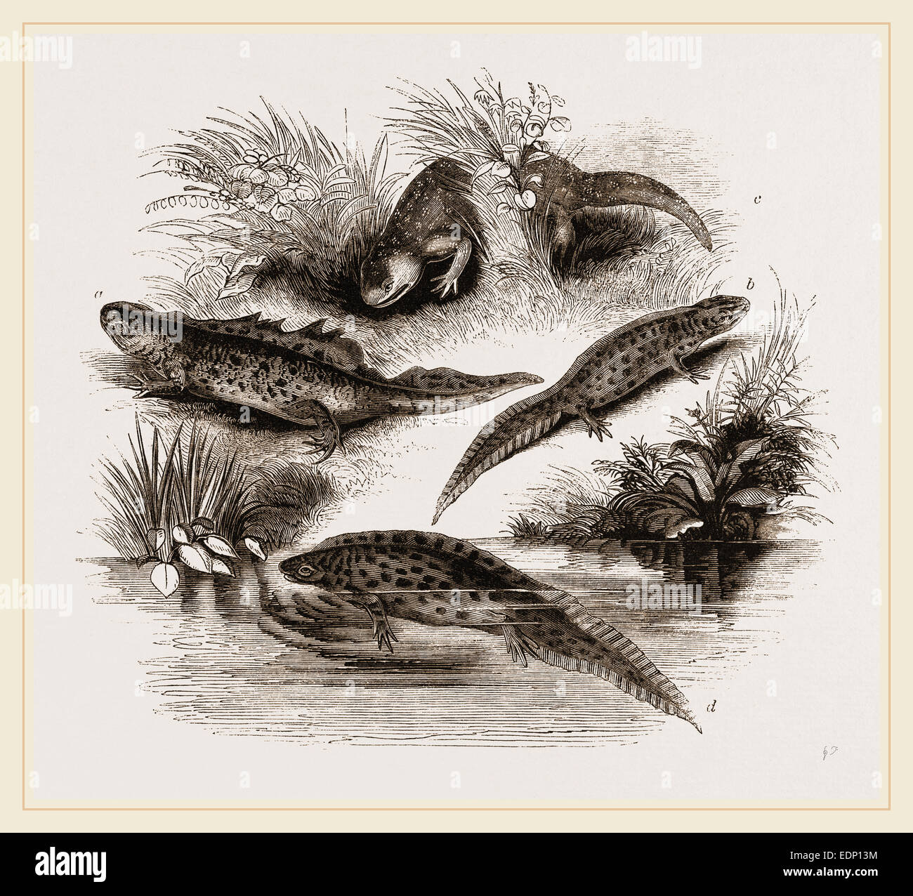 British Water Newts Stock Photo - Alamy