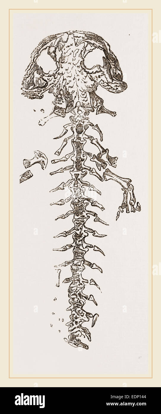 Great fossil salamander hi-res stock photography and images - Alamy