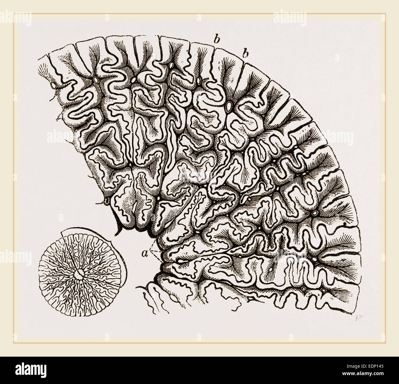 Tooth of Labyrinthodon Stock Photo - Alamy