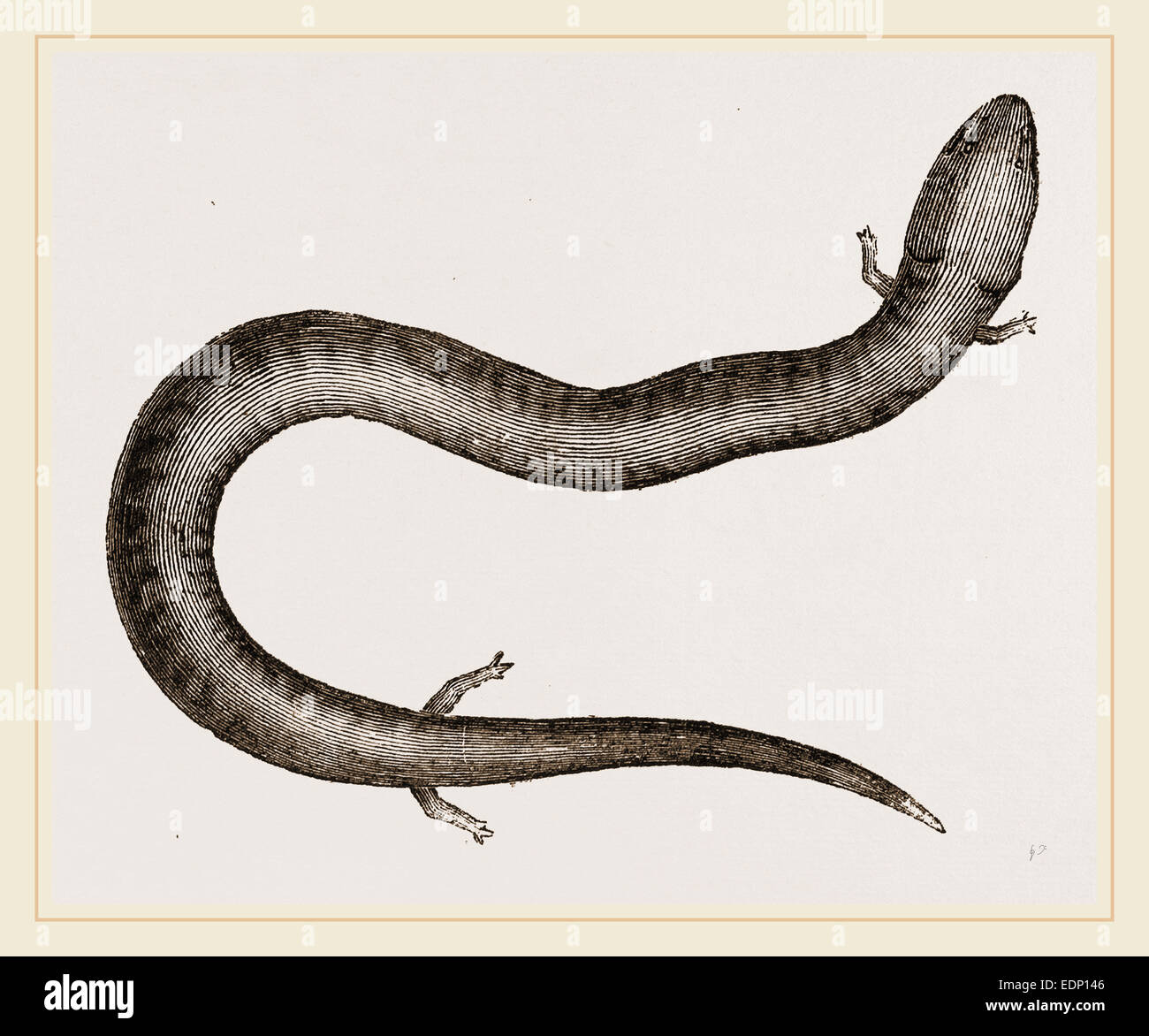 Three toed amphiuma hi-res stock photography and images - Alamy