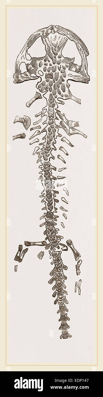 Fossil salamander hi-res stock photography and images - Alamy