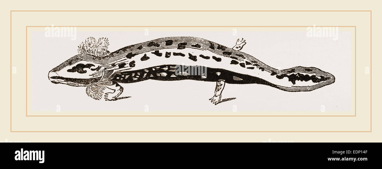 Necturus hi-res stock photography and images - Alamy