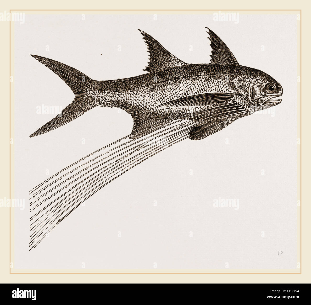 Polynemus hi-res stock photography and images - Alamy