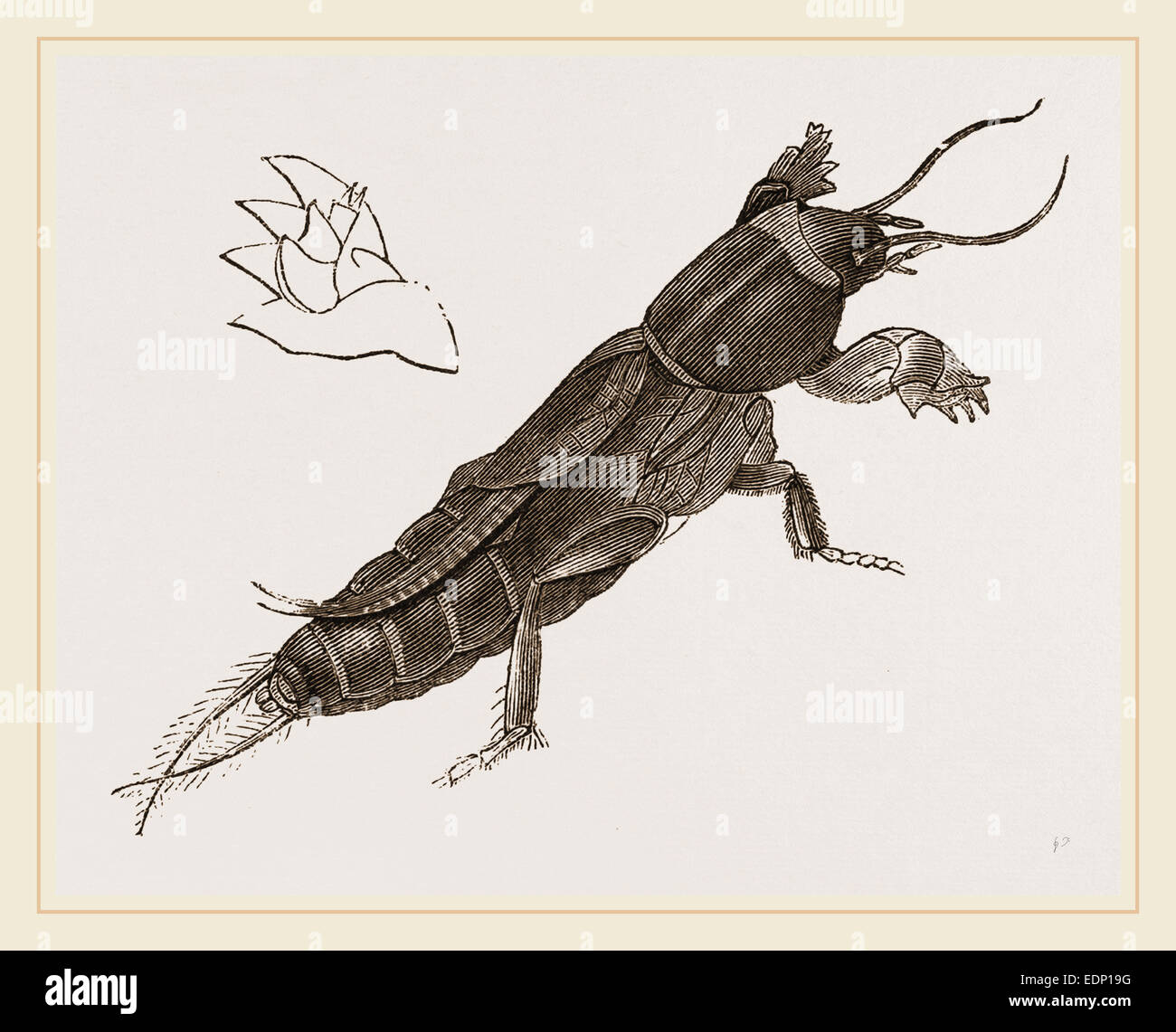 Cricket mole hi-res stock photography and images - Alamy