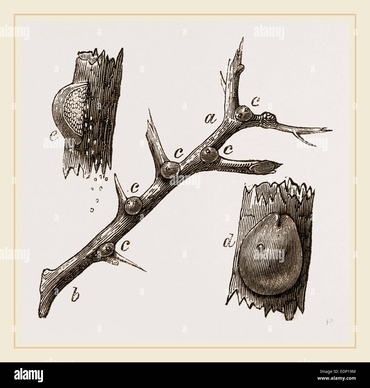 Coccus hi-res stock photography and images - Alamy