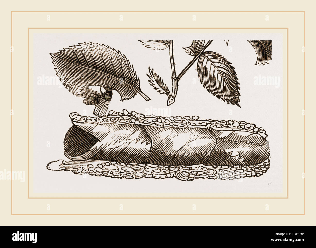 Rose-cutter Bee Leaves and Nest Stock Photo - Alamy