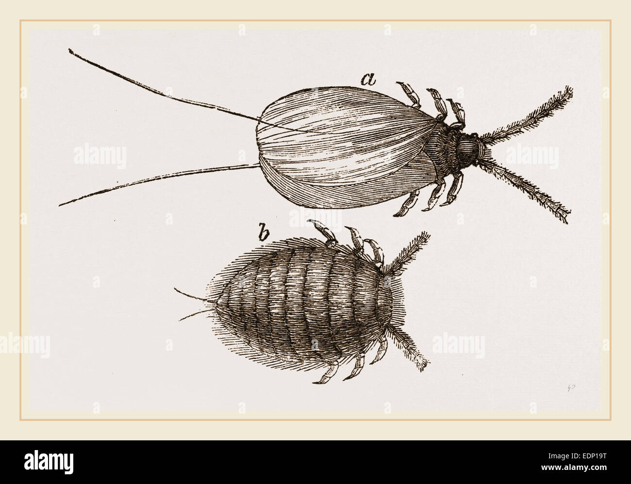 Cochineal insects edp19t hi-res stock photography and images - Alamy