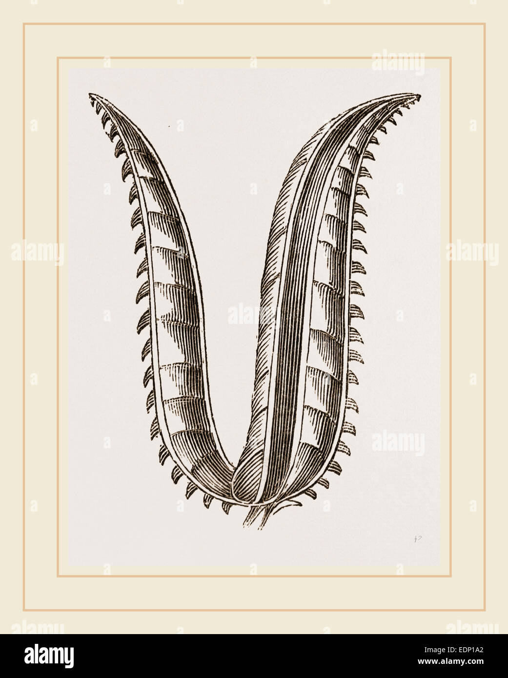 Ovipositor hi-res stock photography and images - Alamy