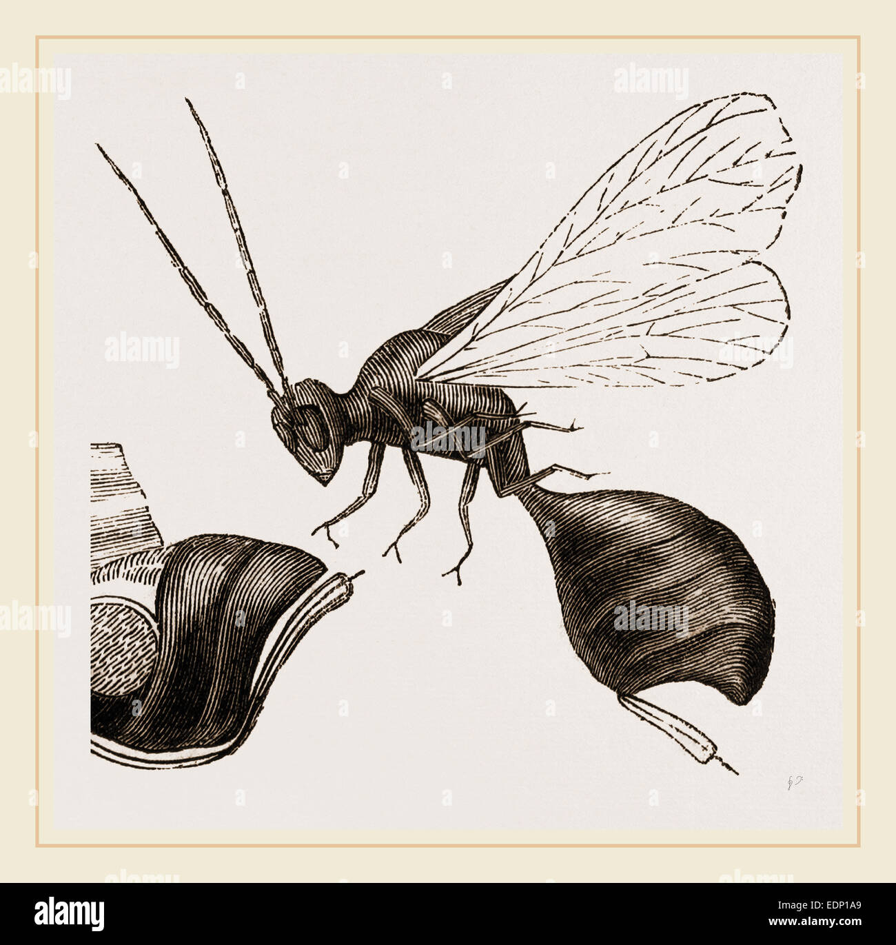 Gall fly hi-res stock photography and images - Alamy