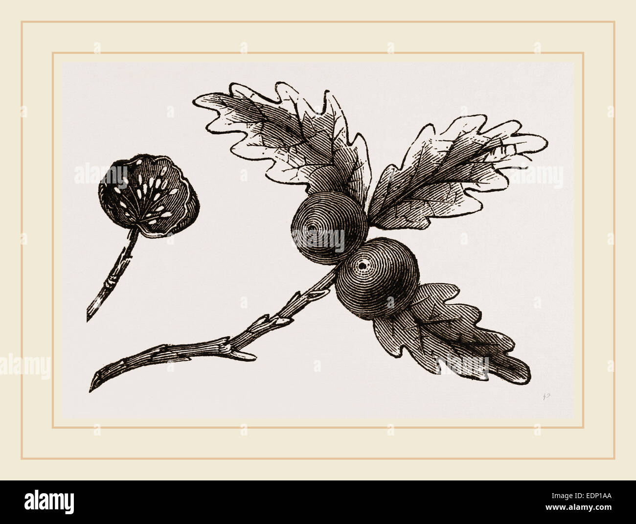 Oak apple galls hi-res stock photography and images - Alamy