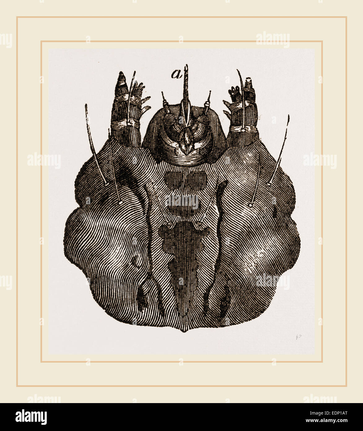 Labium of Caterpillar Goat-Moth Stock Photo - Alamy