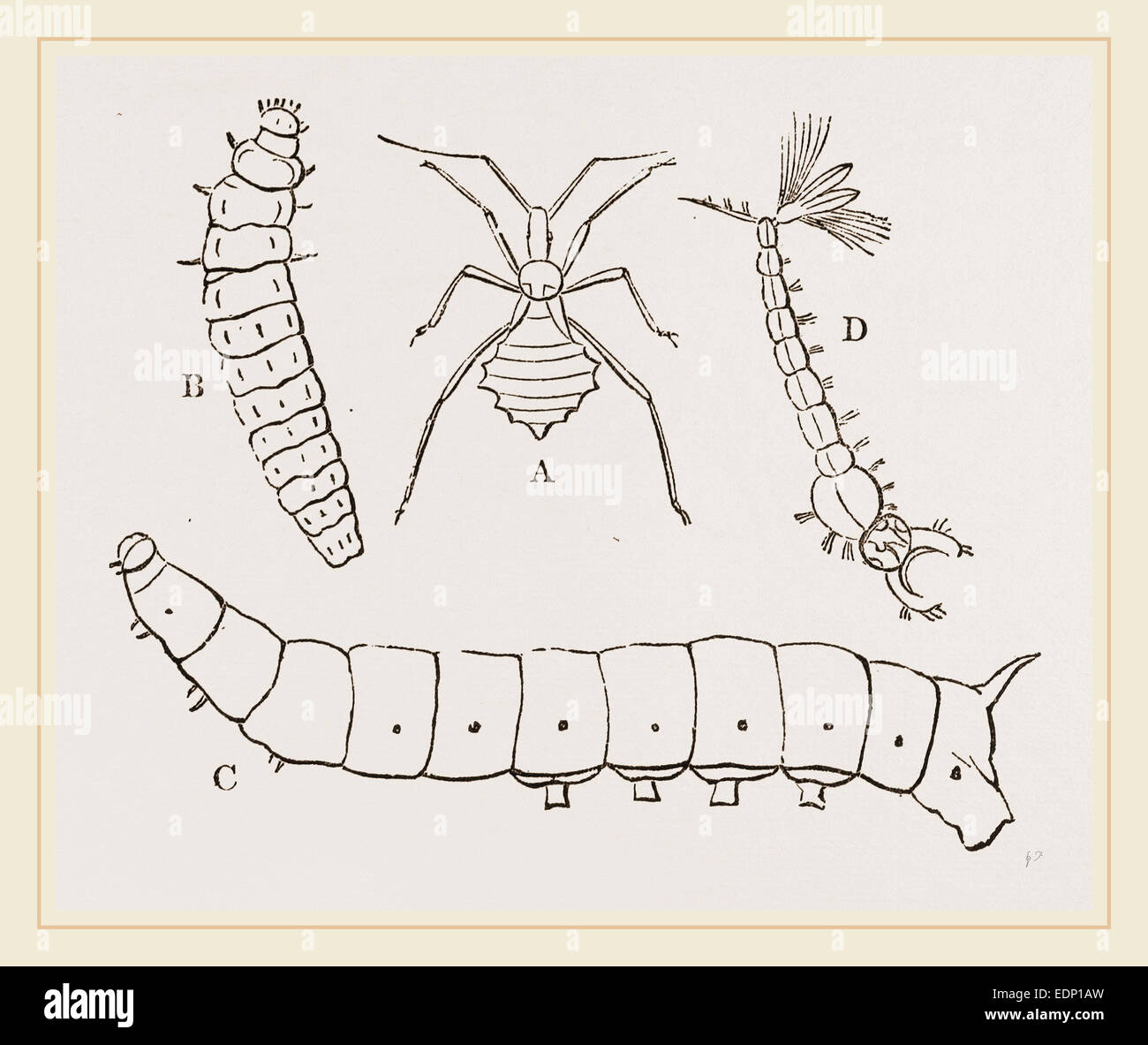 Larvae of Insects Stock Photo - Alamy