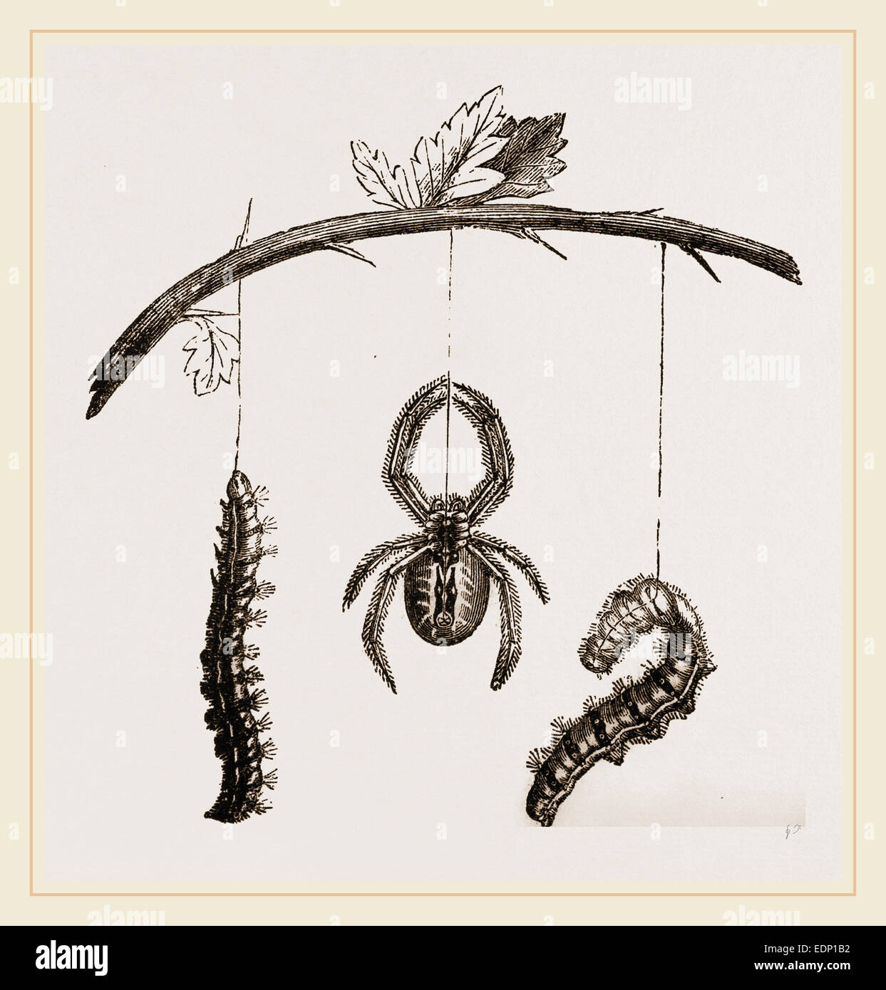 Spider and Caterpillars of Emperor-Moth Stock Photo - Alamy