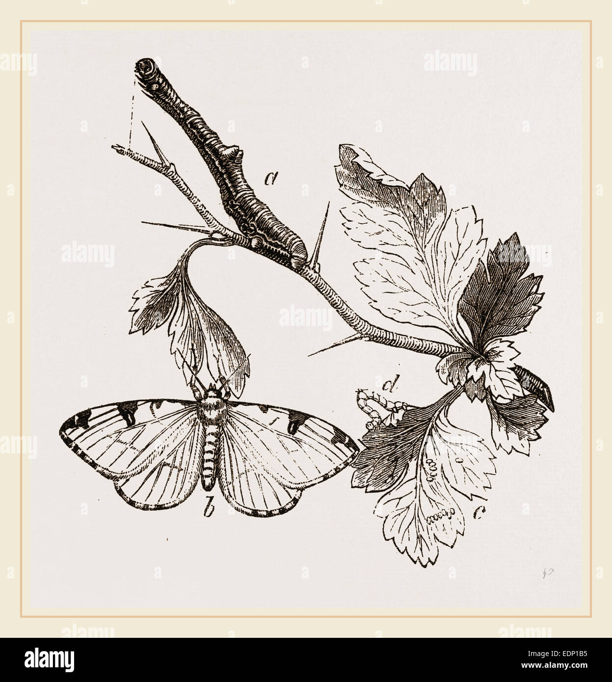 Moth natural history hi-res stock photography and images - Alamy