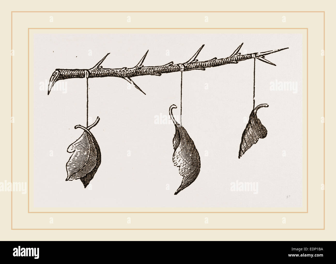 Pendulous leaf nests hi-res stock photography and images - Alamy