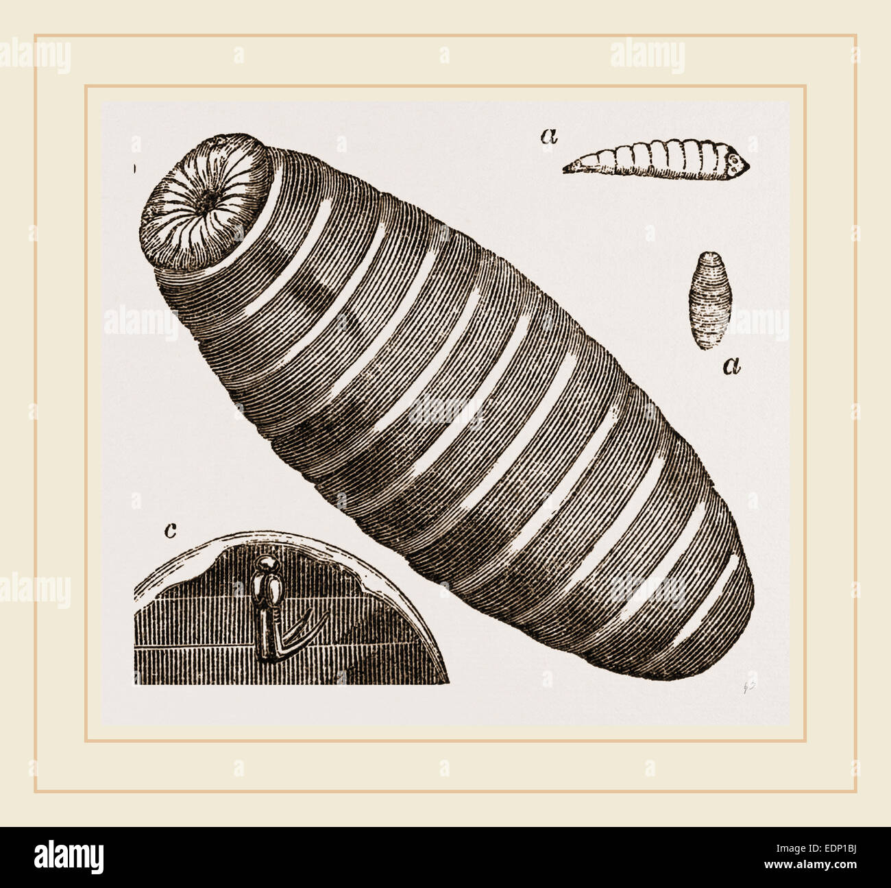 Pupa blow fly hi-res stock photography and images - Alamy