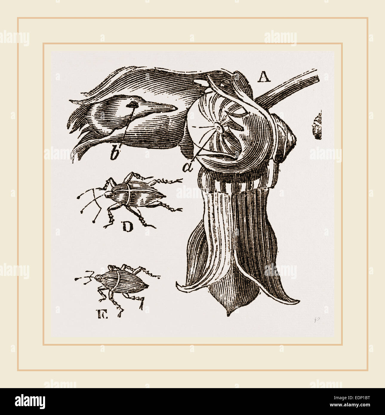 Nut and Apple-tree Weevils Stock Photo - Alamy