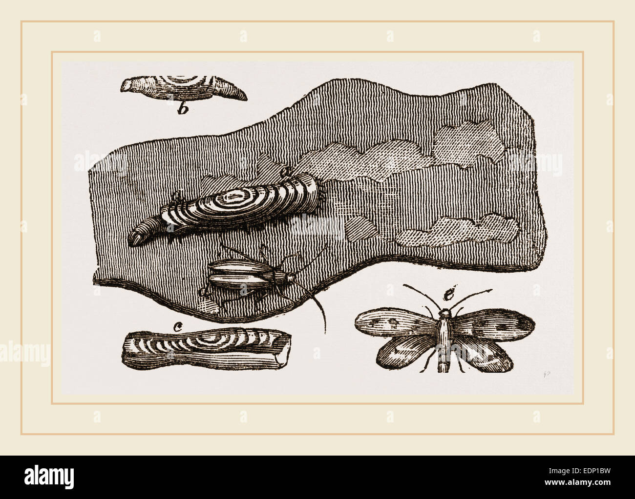 Clothes moth caterpillar hi-res stock photography and images - Alamy