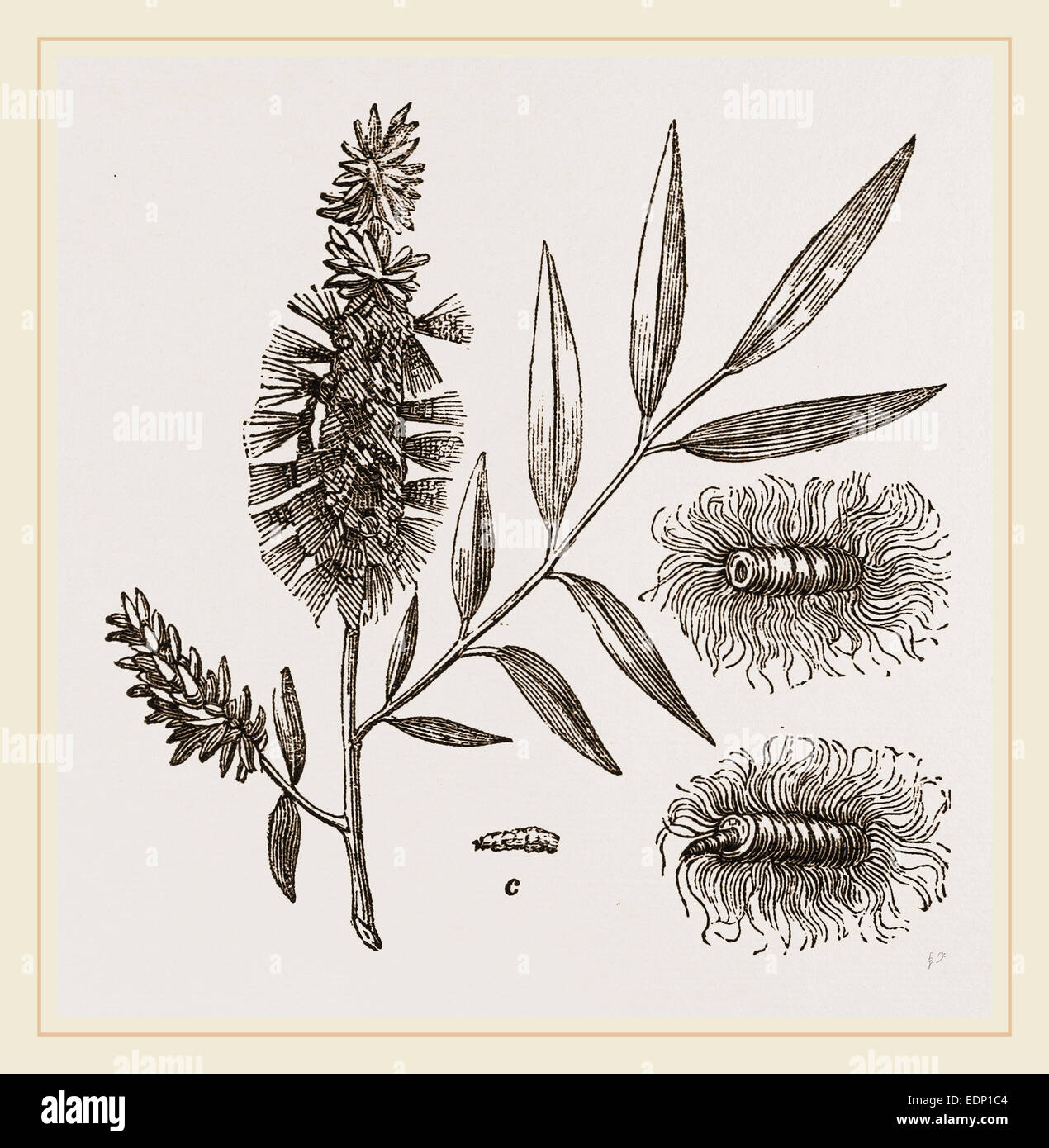 Downy willow hi-res stock photography and images - Alamy