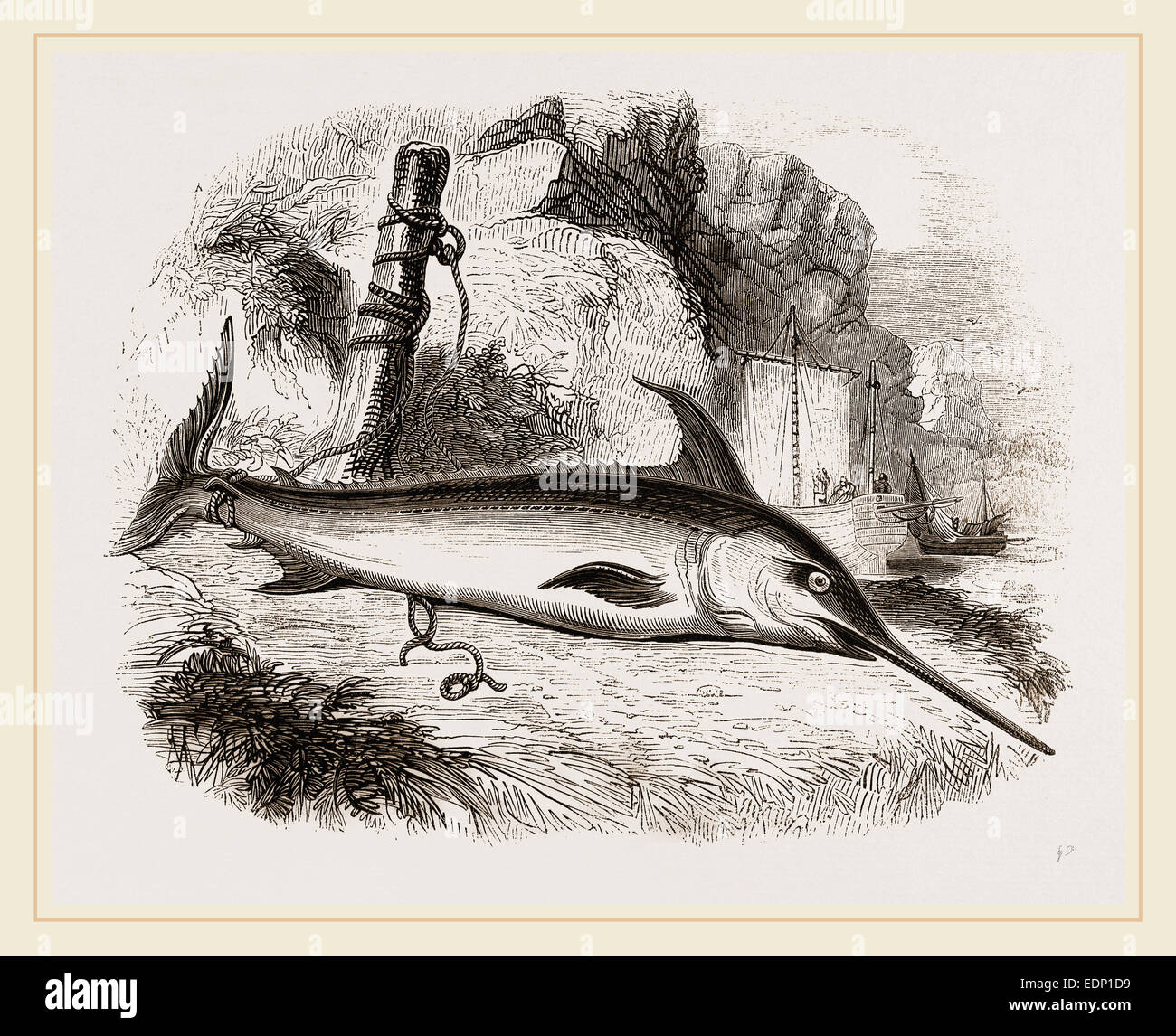 Sword fish hi-res stock photography and images - Alamy