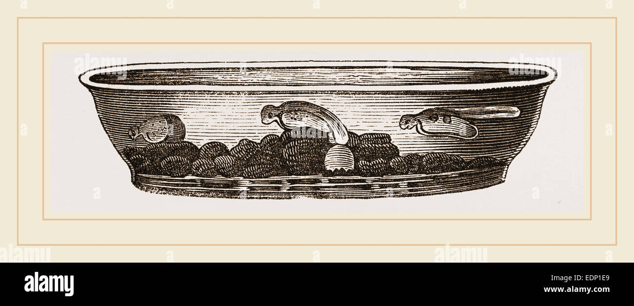 Salmon biology hi-res stock photography and images - Alamy