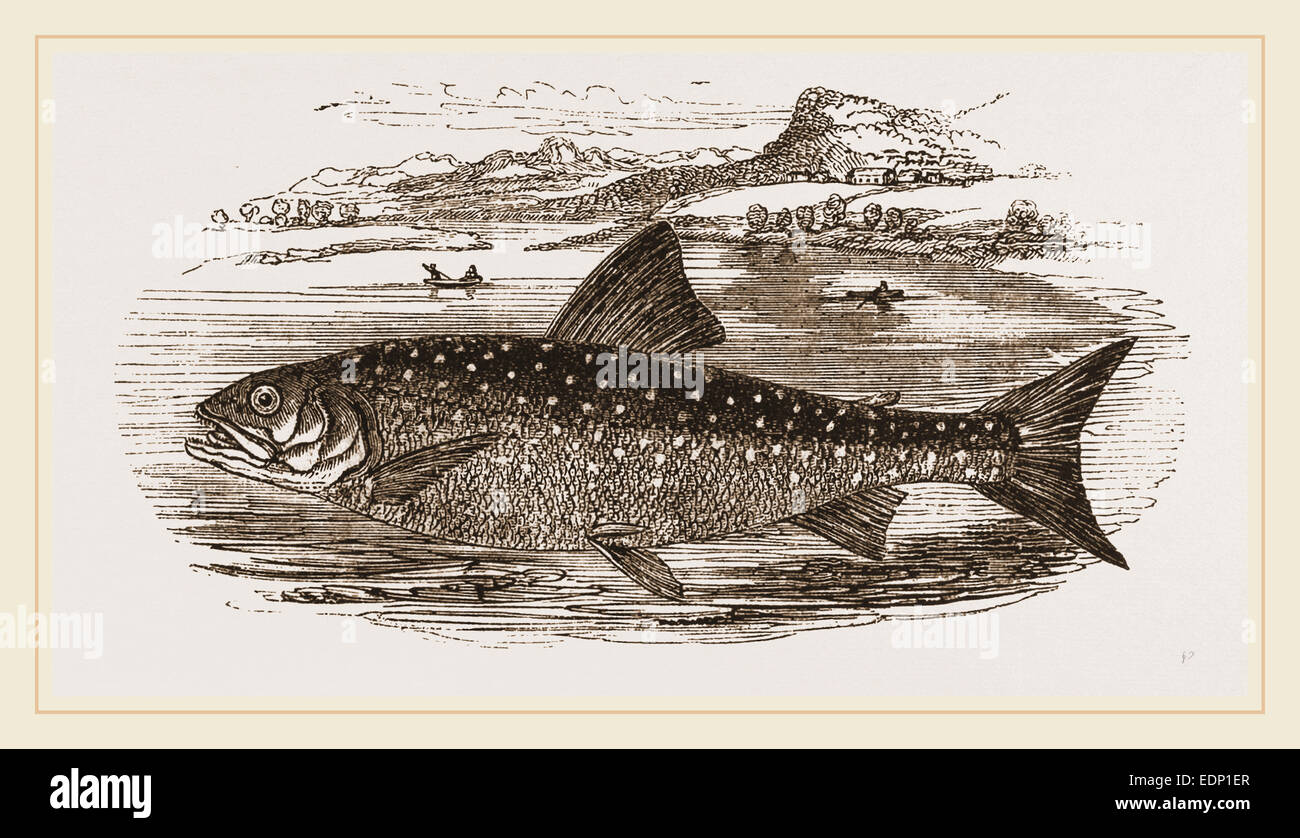Great grey trout hi-res stock photography and images - Alamy