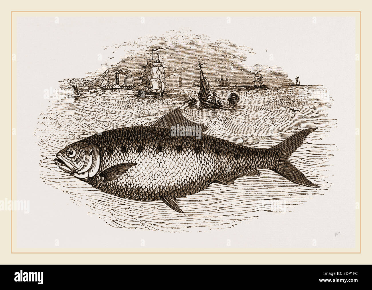 Twaite Shad or Twait Shad is a species of fish in the Clupeidae family ...