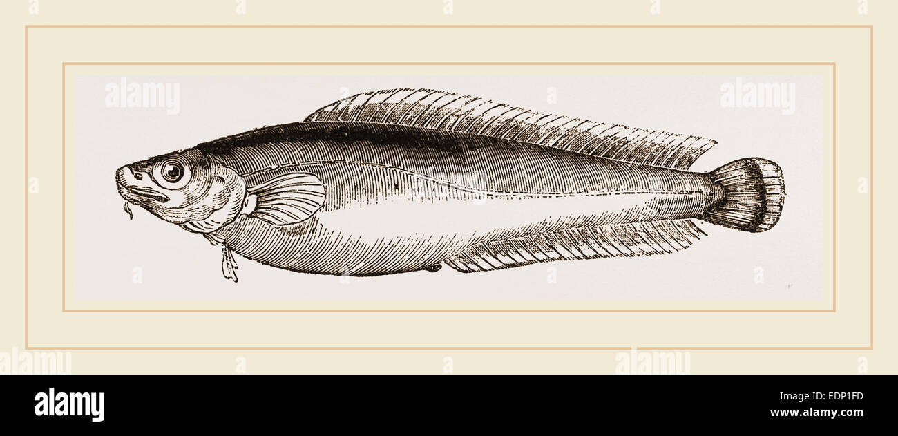 Torsk hi-res stock photography and images - Alamy