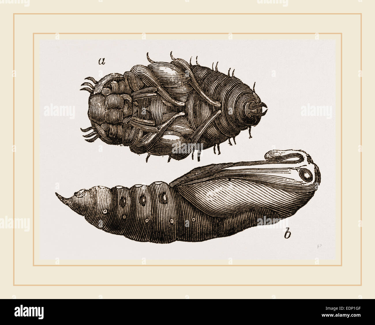 Pupa of a Water-Beetle and Privet Hawk Moth Stock Photo - Alamy