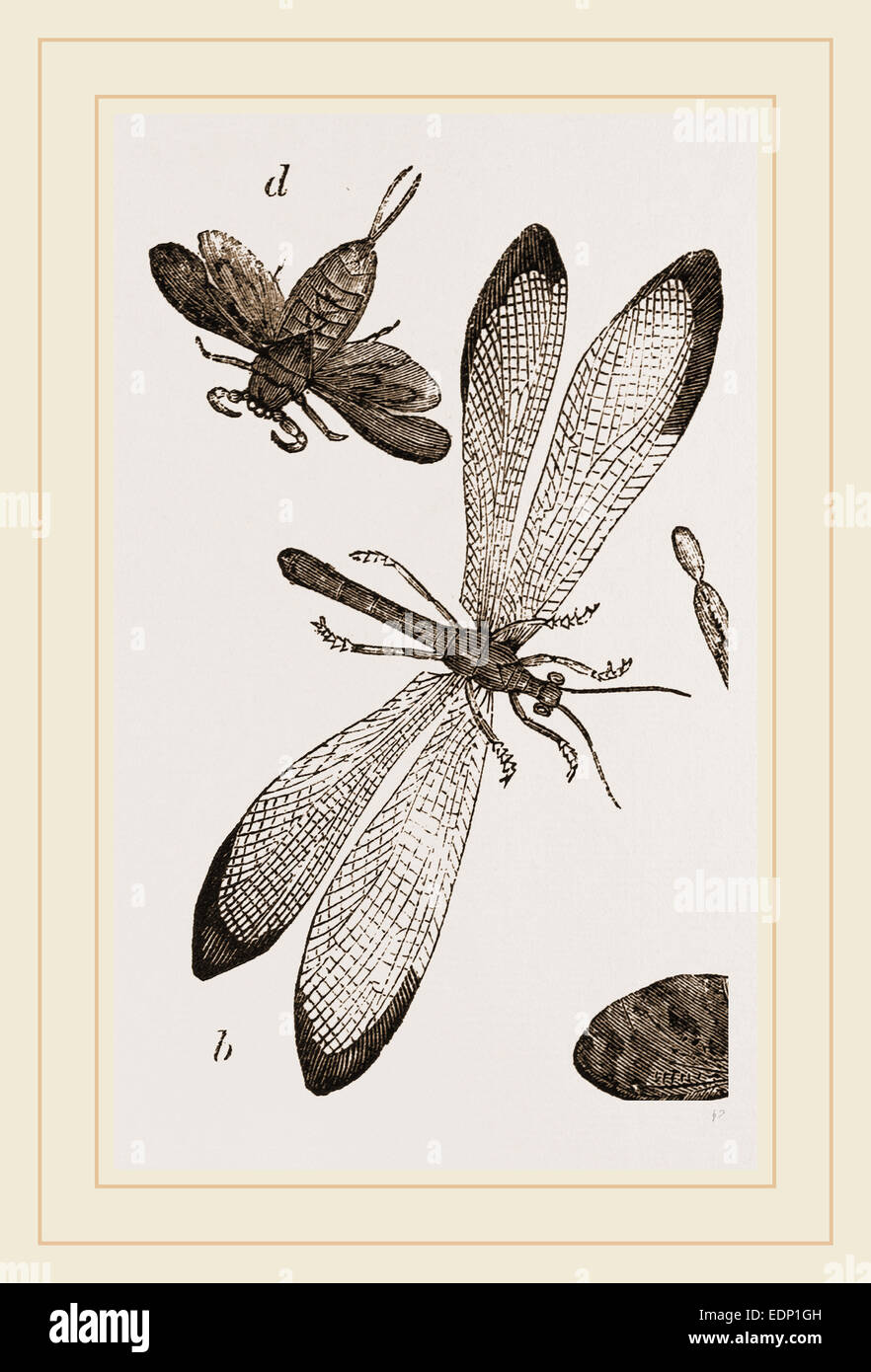 Insects in the Imago state Stock Photo - Alamy