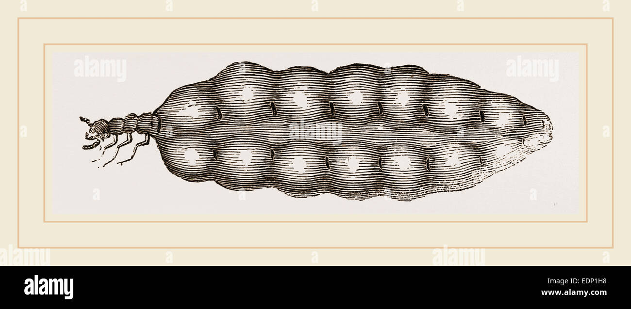 Termite Queen Dissection