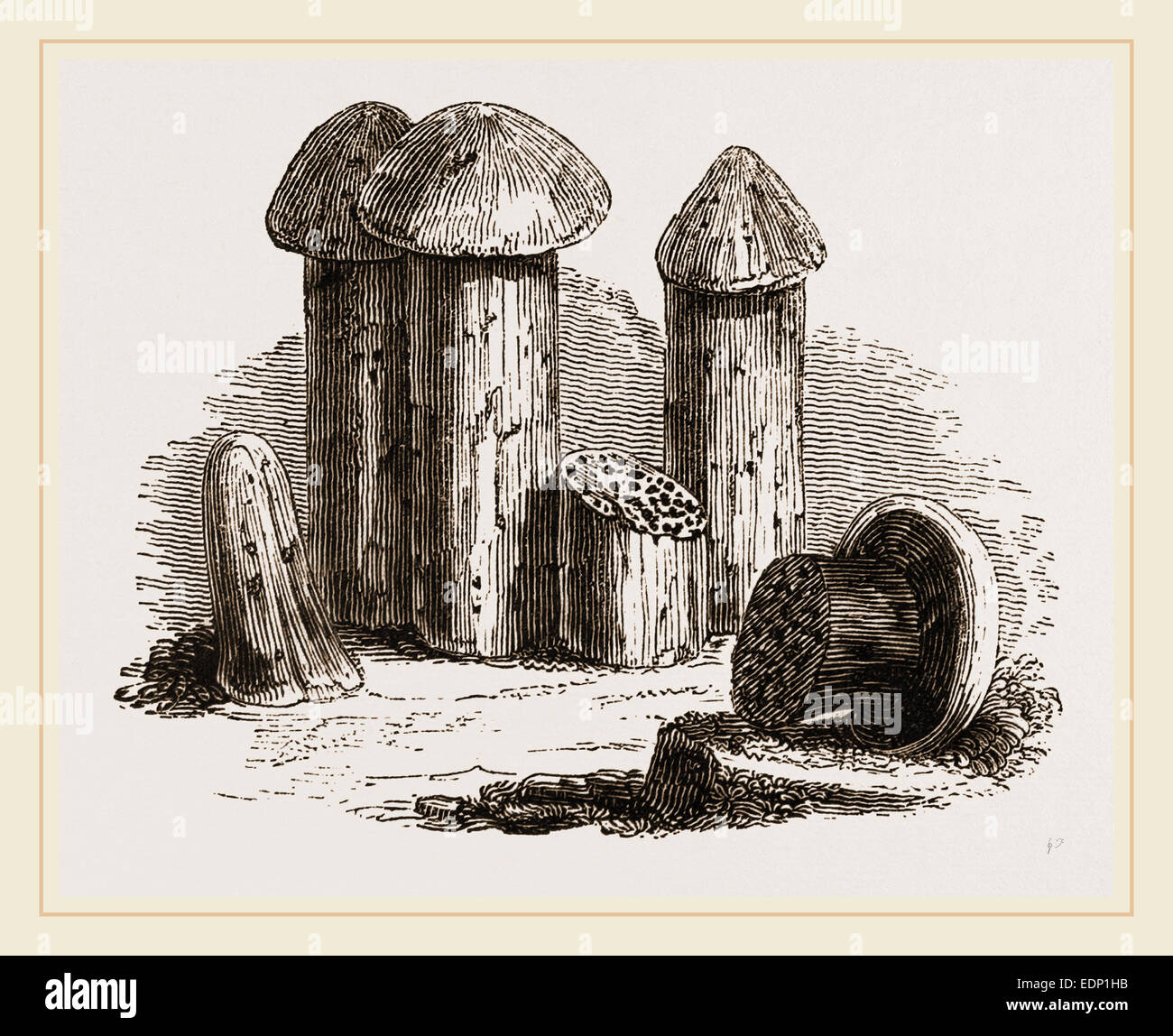 Turret Nests of White Ants Stock Photo - Alamy