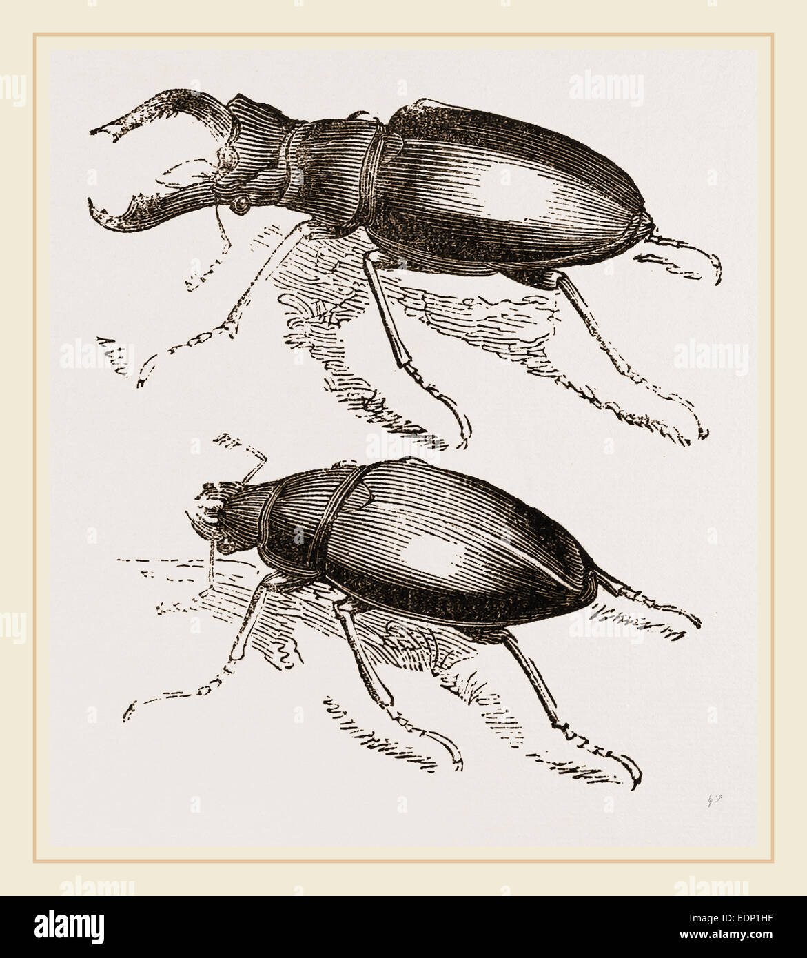 Biology of beetles hi-res stock photography and images - Alamy