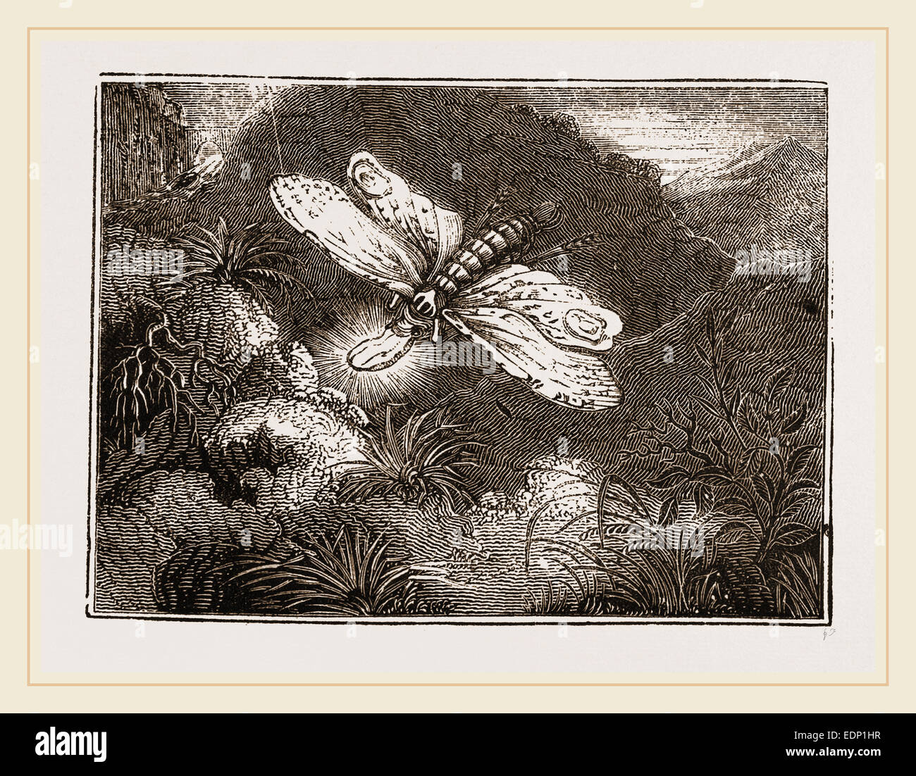 Lantern fly hi-res stock photography and images - Alamy