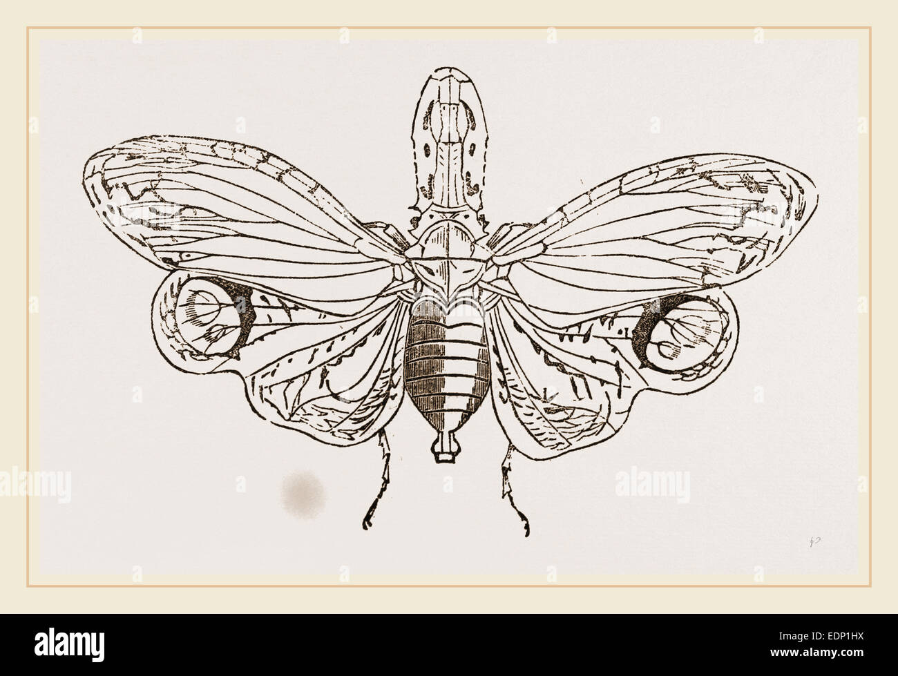 Lantern fly hi-res stock photography and images - Alamy