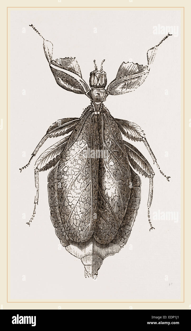 Insect biology hi-res stock photography and images - Alamy