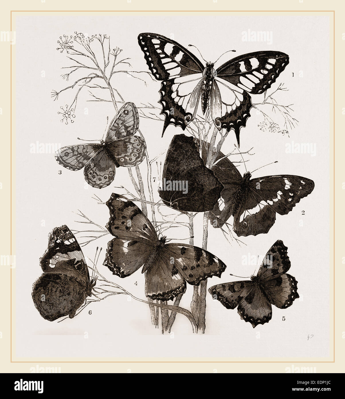 Group of Butterflies Stock Photo - Alamy