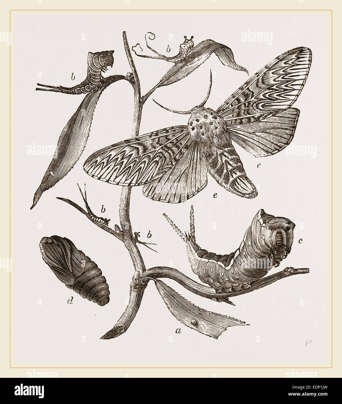 Transformations of Puss-Moth Stock Photo - Alamy